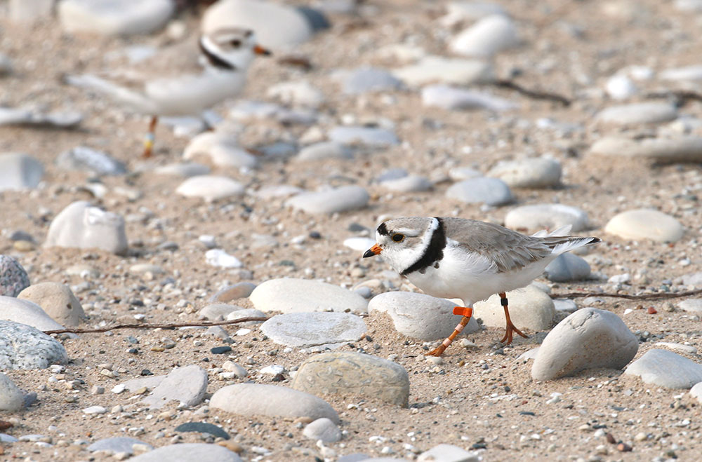 Overflowing Great Lakes pose new threat for endangered plover | News ...